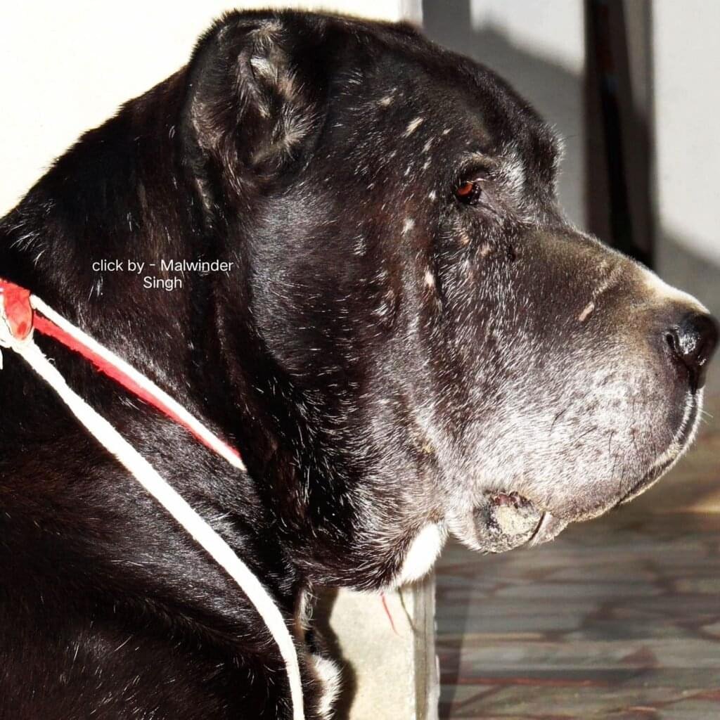 About Bully Kutta History | Pure Bully Dog Breed Legacy