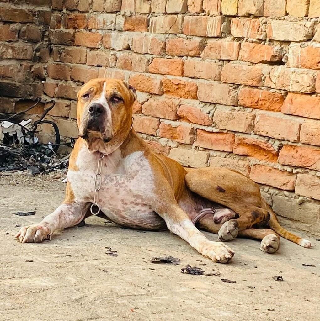 About Bully Kutta History | Pure Bully Dog Breed Legacy