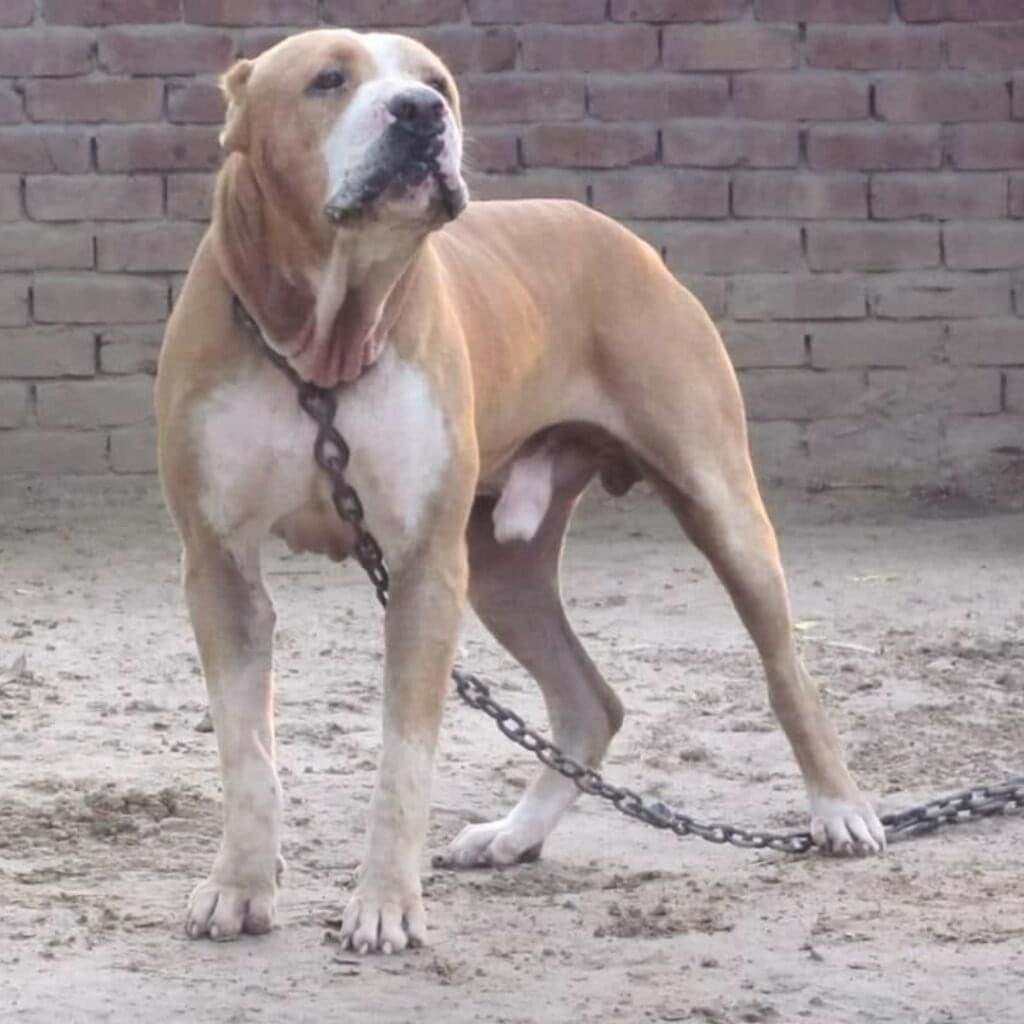 About Bully Kutta History | Pure Bully Dog Breed Legacy